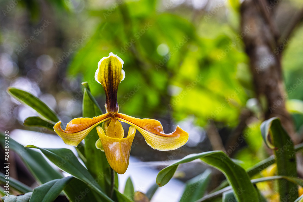 Paphiopedilum-villosum, Beautiful rare wild orchids in tropical forest ...