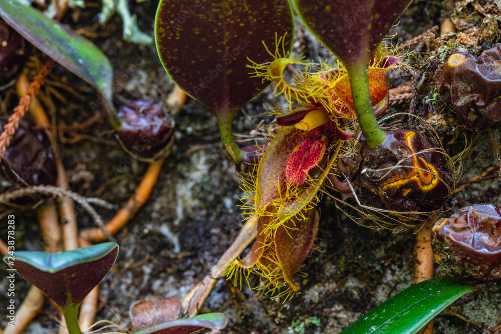 Bulbophyllum dayanum, Beautiful rare wild orchids in tropical forest of ...