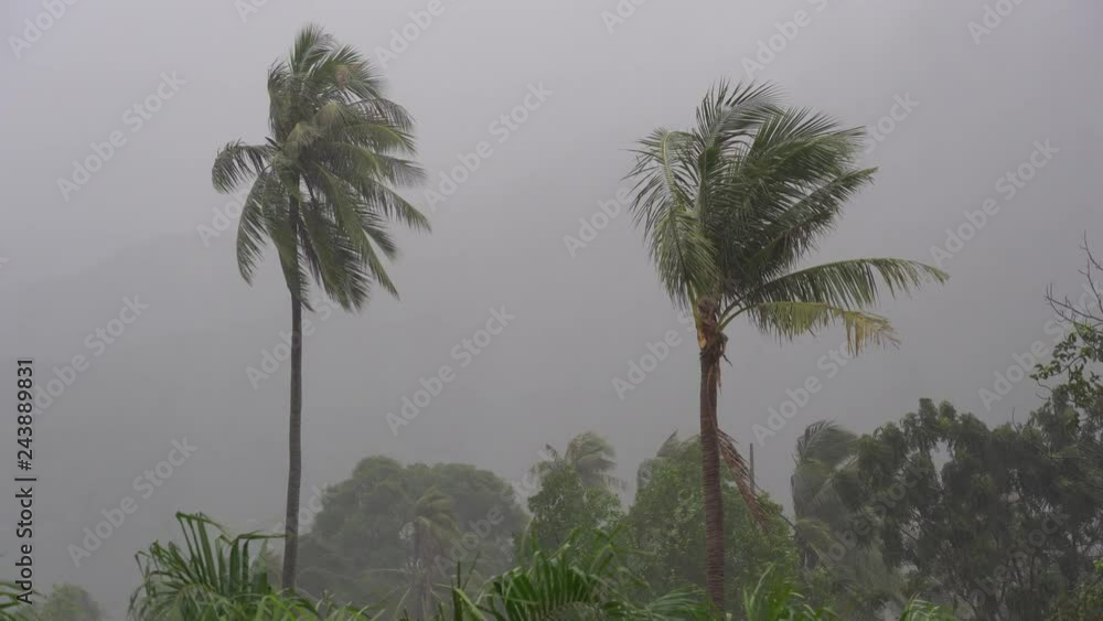 Tropical rain drops falling on green leaves, Thailand. Strong extreme ...
