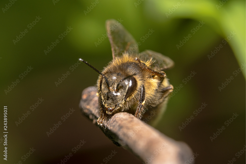 Tired/exhausted Honey bee scratching its head, sitting on a stick with ...