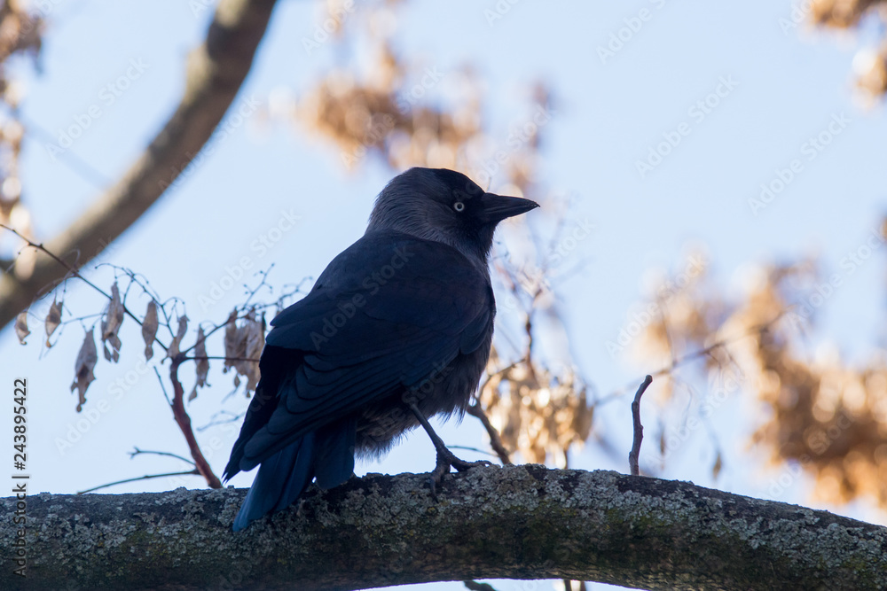 Ejemplar de Zanate, pájaro parecido al cuervo pero con ojos azules ...