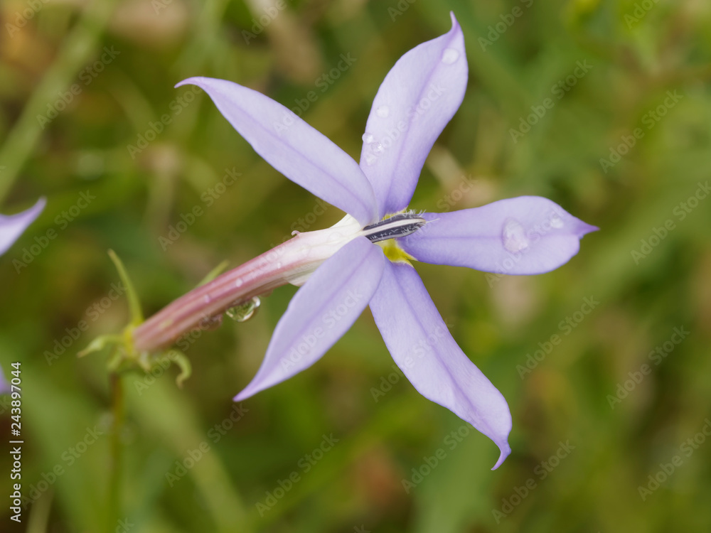 Isotoma axillaris - Fleur étoilée de Solenopsis axillaire ou laurentia ...