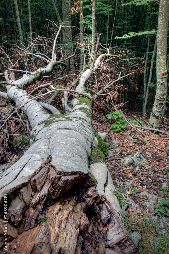 Big trees fall hard exposing trunk and internal structure with autumn ...