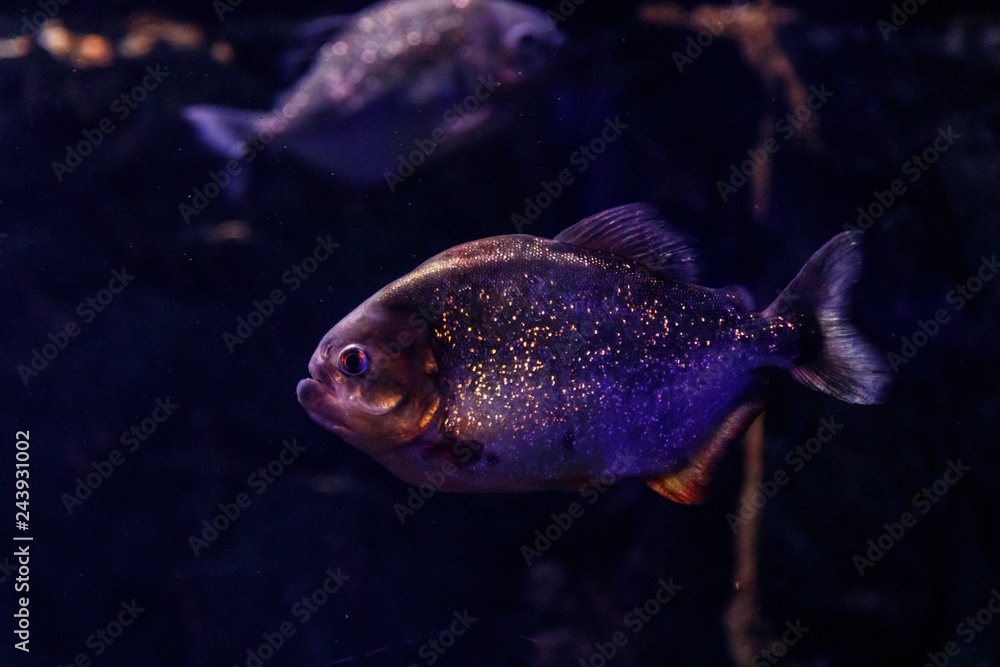 Fish Common Piranha Pygocentrus nattereri Stock Photo | Adobe Stock