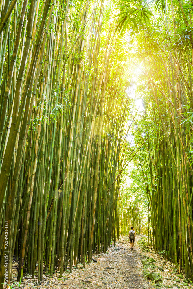 Woman hiking walking on trail in giant bamboo forest, Haleakala ...