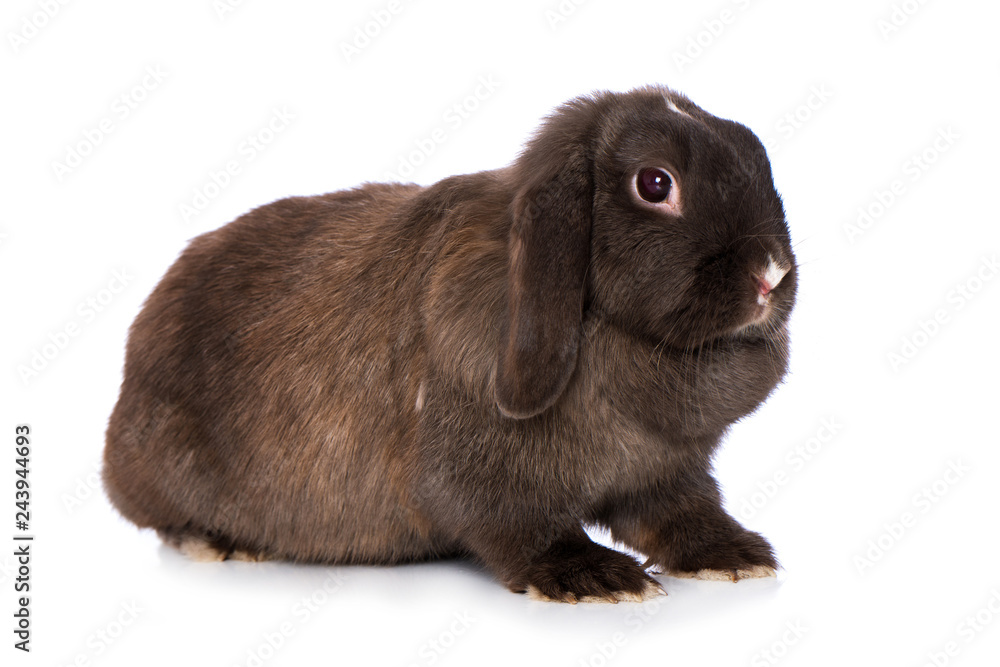 Brown Dwarf Rabbit