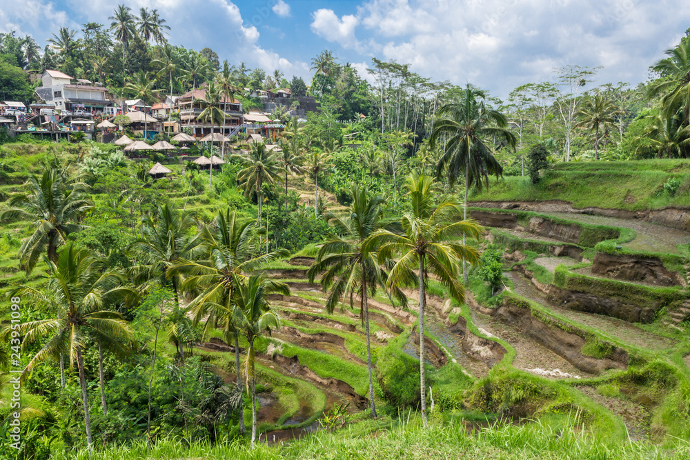 Tegallalang Village Rice Terraces in Bali, Ubud. Ancient agriculture ...