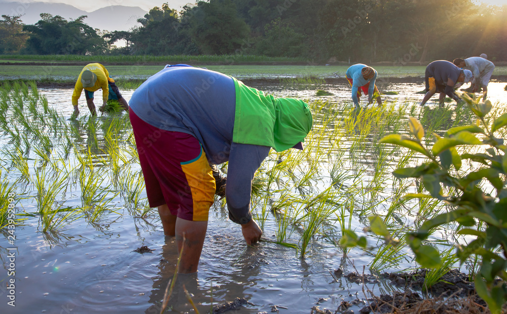 Philippines farmers planting rice Stock Photo | Adobe Stock