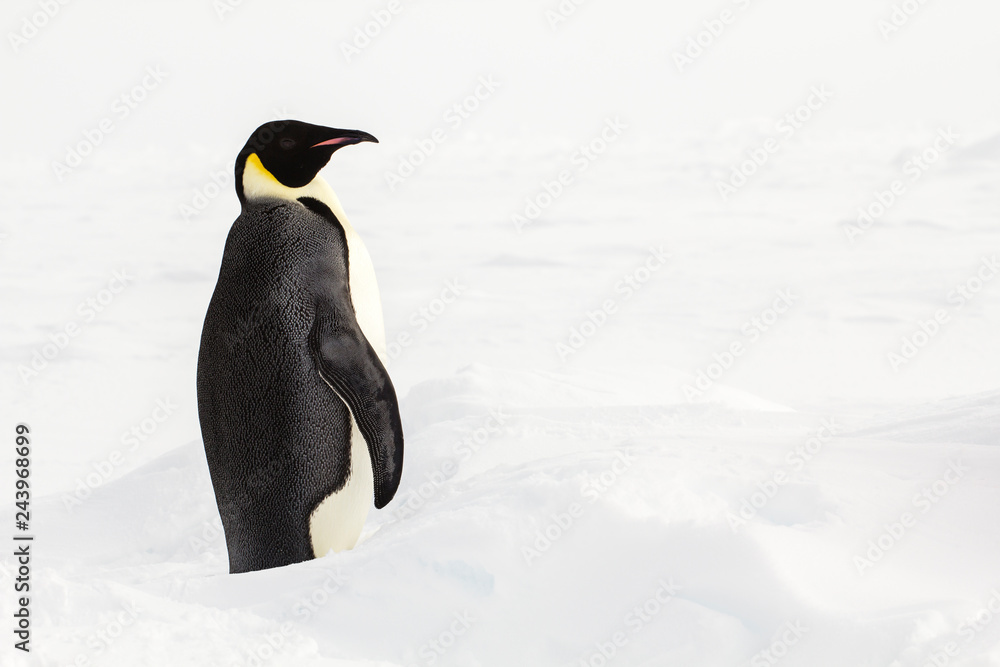 An emperor penguin standing up Stock Photo | Adobe Stock