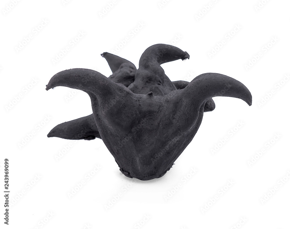 Water Caltrops, Trapa natans isolated on white background Stock Photo ...