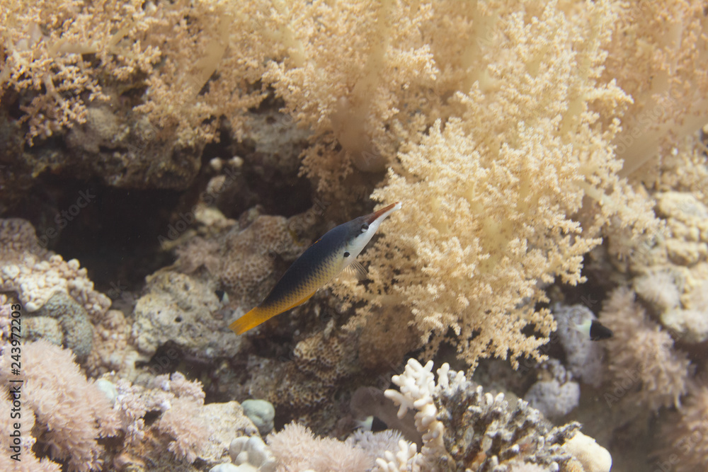 Indian Bird Wrasse in Red Sea Stock Photo | Adobe Stock