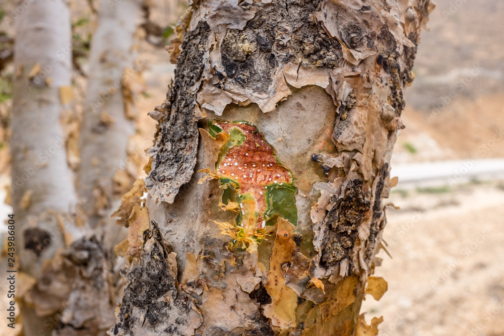 Sap of a frankincense tree near Salalah, Dhofar governorate, Oman Stock ...