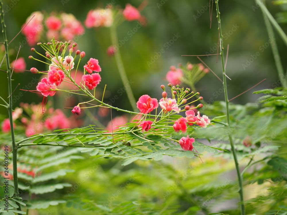 Pink flower Delonix regia Flam boyant The Flame Tree Royal Poinciana ...