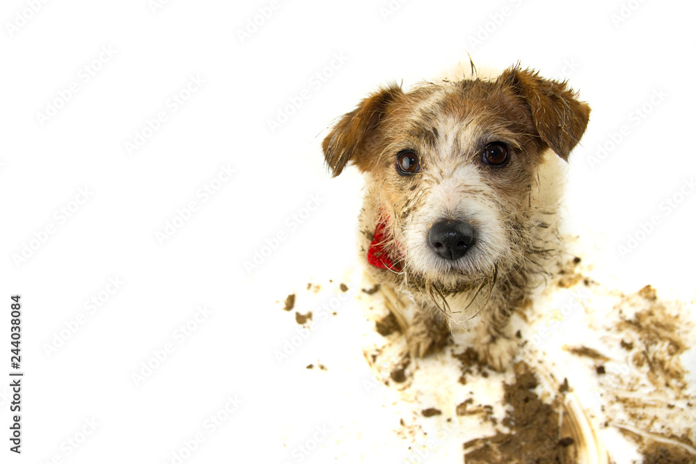 DIRTY DOG ISOLATED. FUNNY JACK RUSSELL AFTER PLAY IN A MUD PUDDLE ...