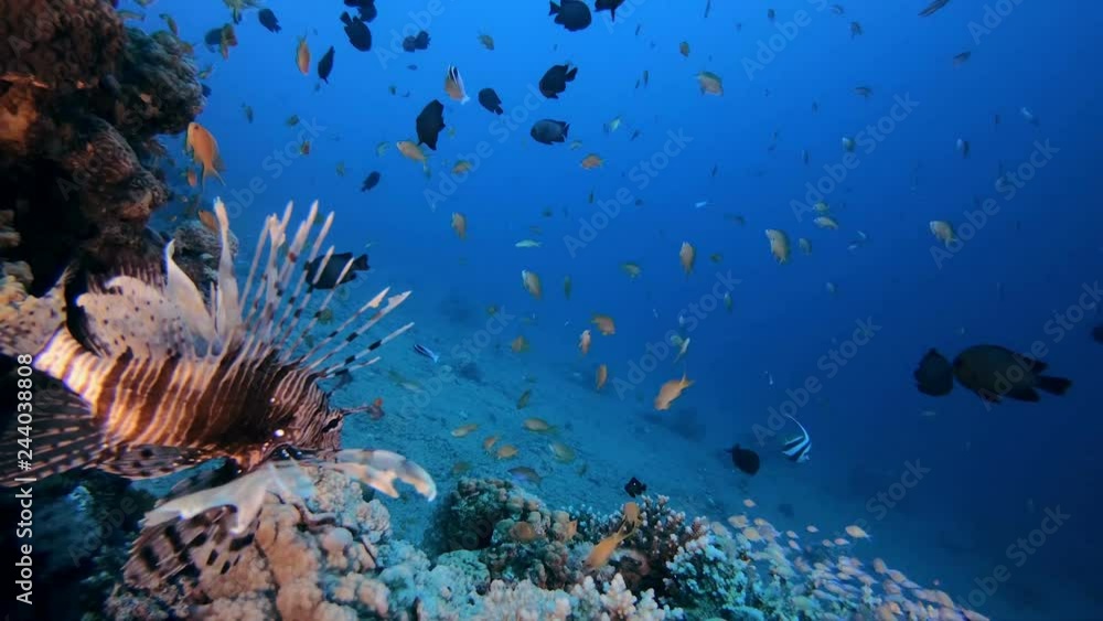 Vidéo Stock Tropical Coral Reefs Lion-Fish. Picture of common lion-fish ...