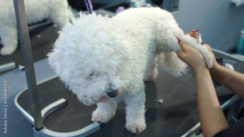 Combing and grooming dogs in a groomer salon. A hairdresser for dogs is ...