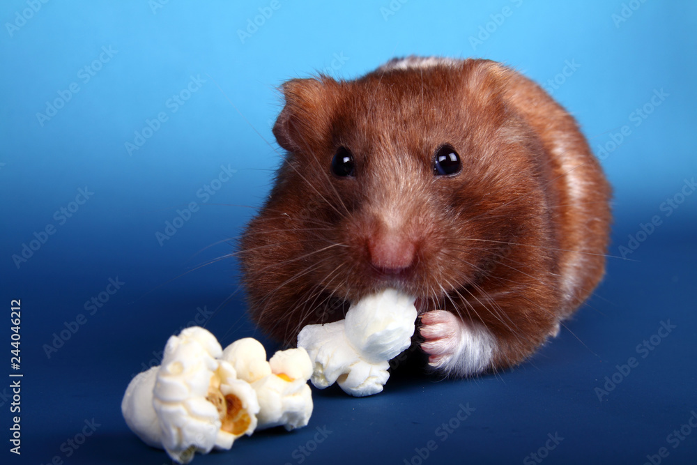 Hamster Eating Popcorn