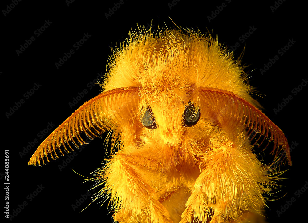 Moth, Euproctis sp. (Lepidoptera: Lymantriidae), Tussock moth, isolated ...