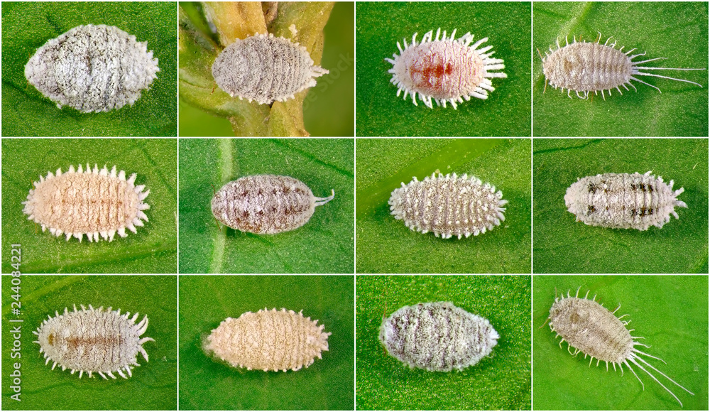 Fotka „Mealybugs, Scale Insects (Hemiptera: Pseudococcidae) are one of ...