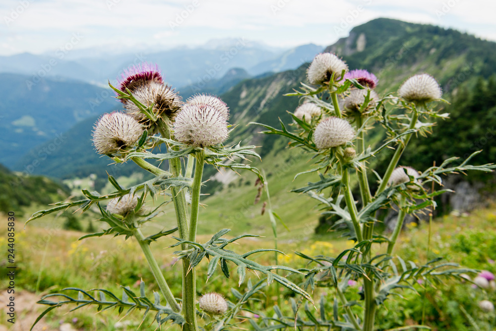 Spiniest Thistle cirsium spinosissimum: mountain plant in the German ...