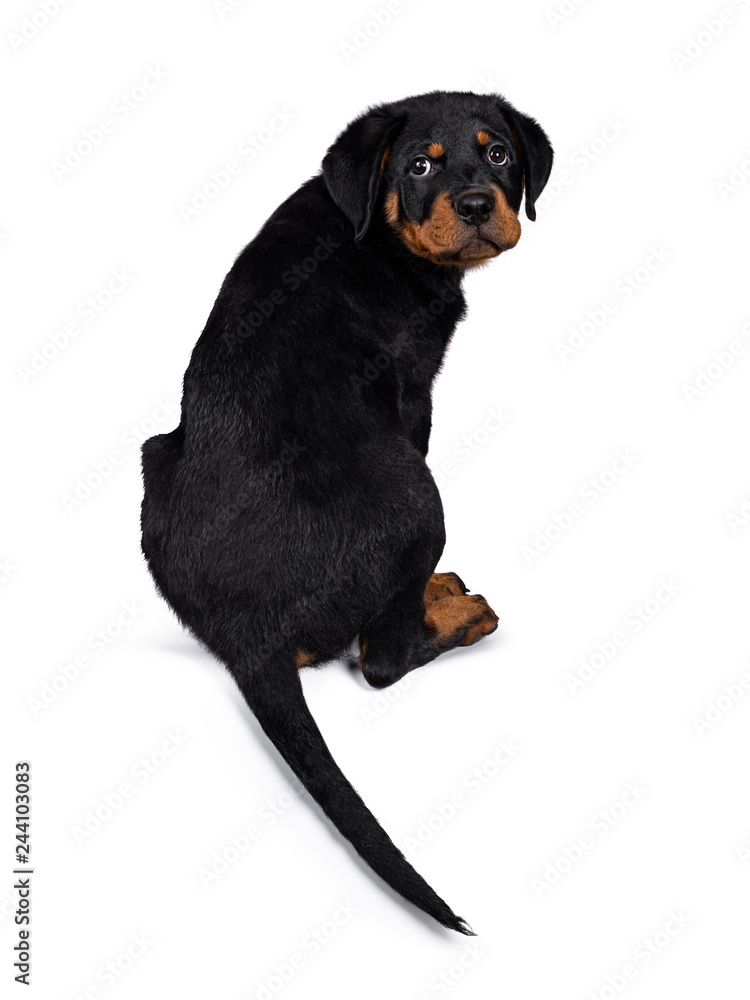 Cute Rottweiler dog puppy sitting backwards and looking over shoulder ...