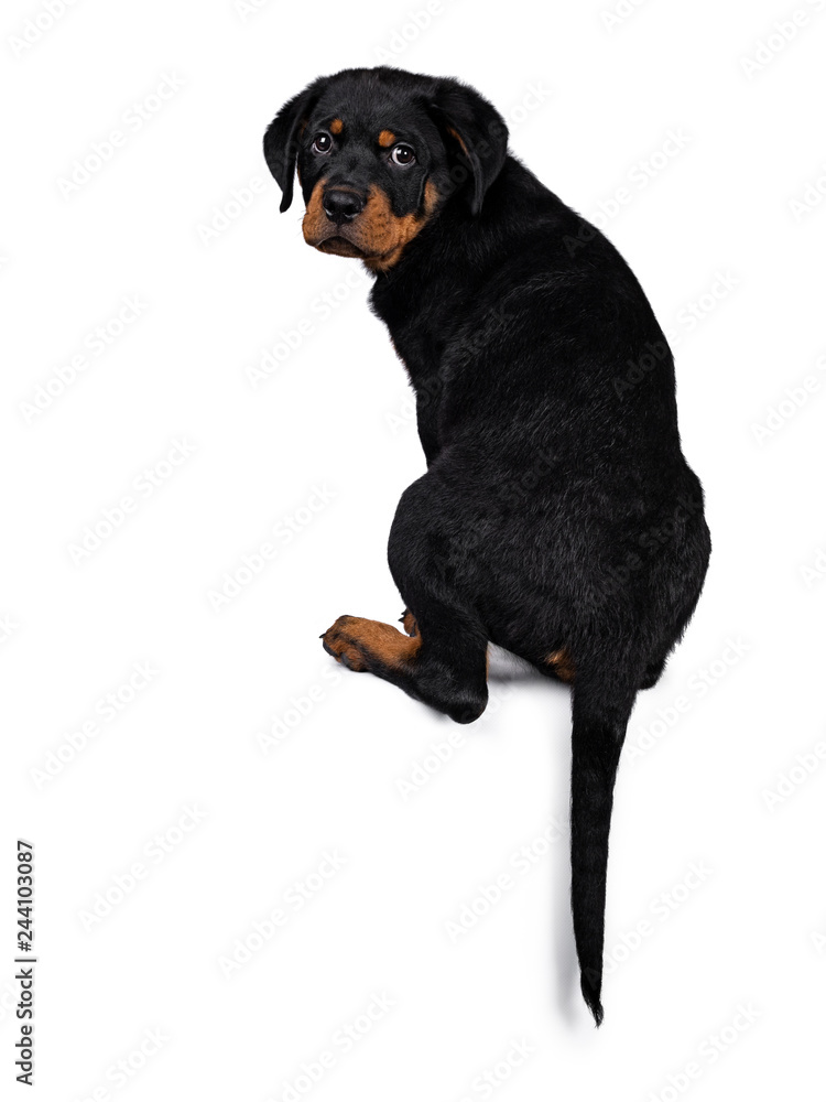 Cute Rottweiler dog puppy sitting backwards and looking over shoulder ...