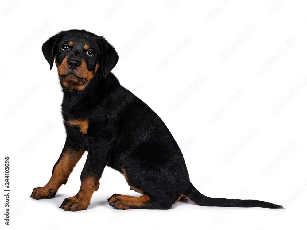 Sweet Rottweiler
