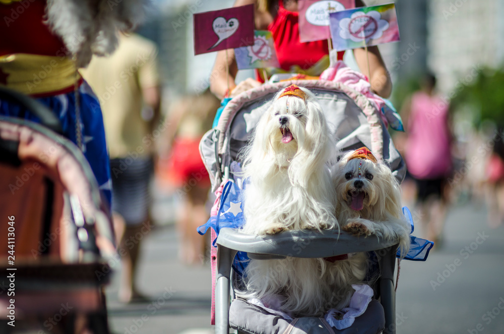 A pair of fluffy white dogs celebrating Carnival wearing superhero ...