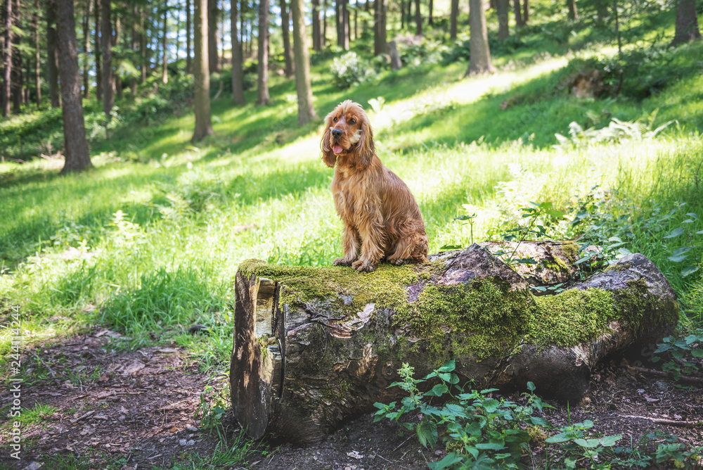 Cocker Spaniel photoshoot on a dead tree in the peak district Stock ...