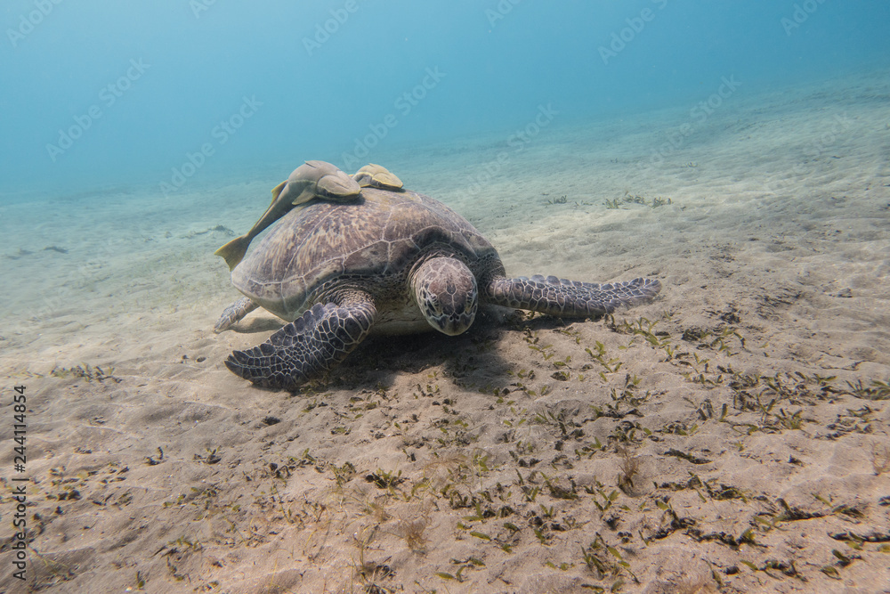 Foto de loggerhead sea turtle (Caretta caretta), or loggerhead with two ...