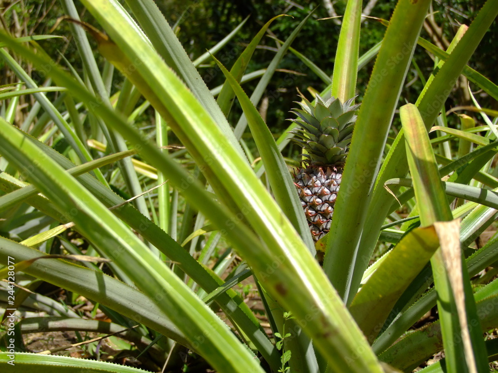 Ananasstrauch Stock Photo | Adobe Stock