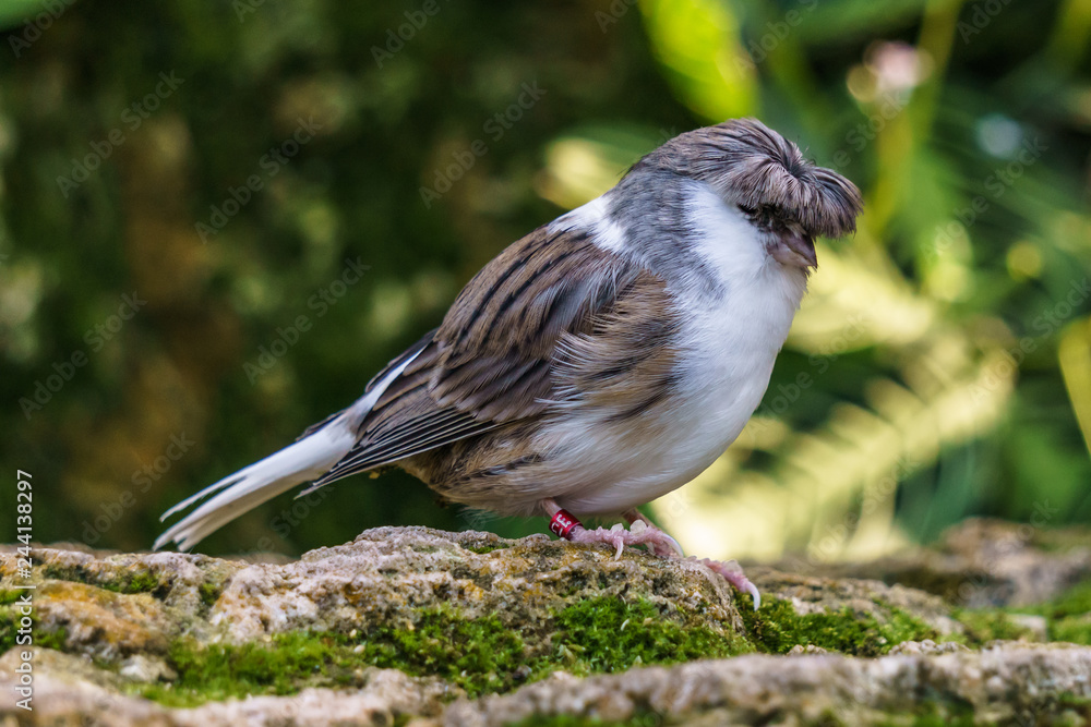 Gloster canary Exotic birds and animals in wildlife in natural setting ...
