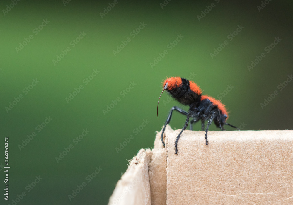 Cow Killer/Wingless Wasp Threatening With Extended Stinger Stock Photo ...