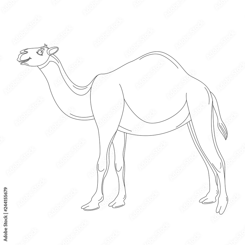 cartoon camel ,vector illustration , lining draw,profile side Stock ...
