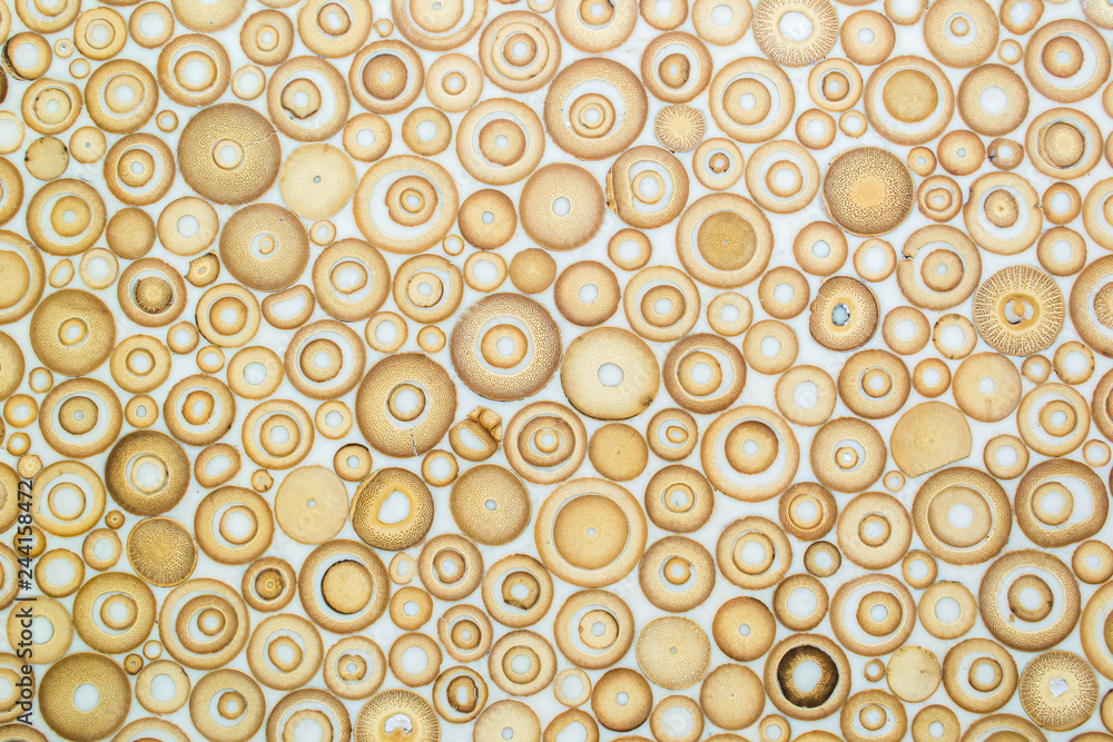 Exotic texture pattern of bamboo cross section filled with hardening ...