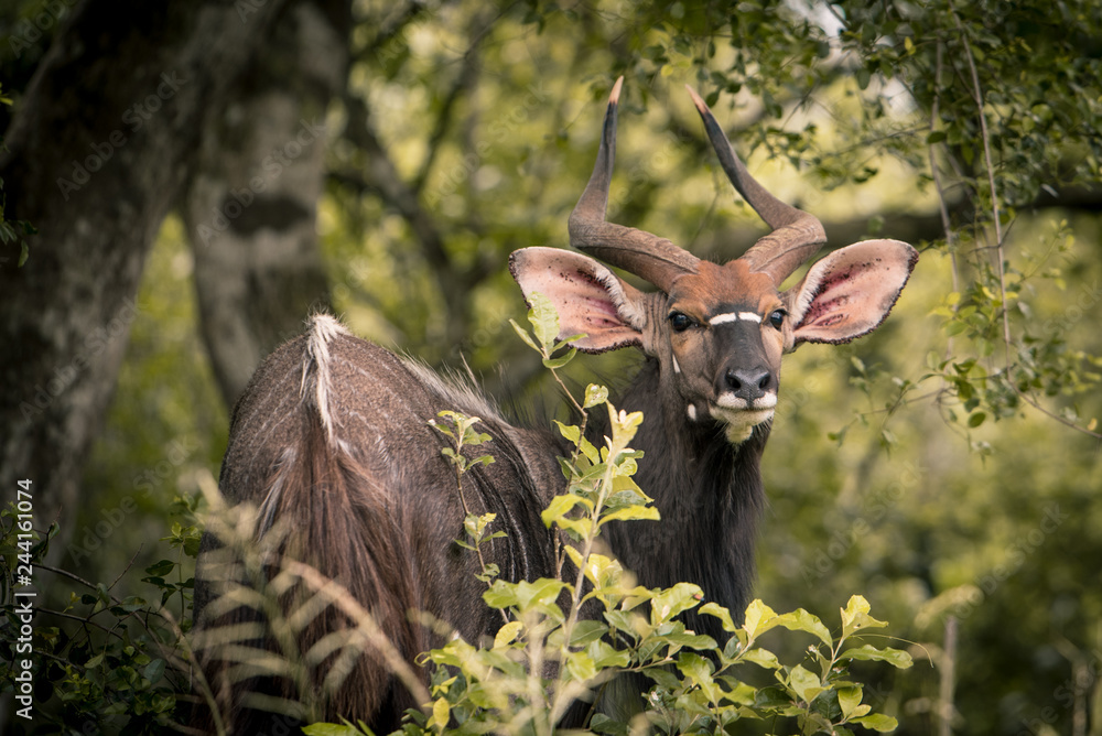 A lone male Kudu looks back through green foliage in the Western Shores ...