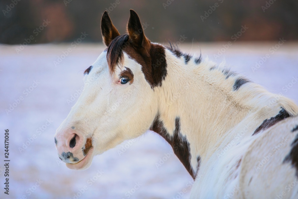Paint Horses With Blue Eyes