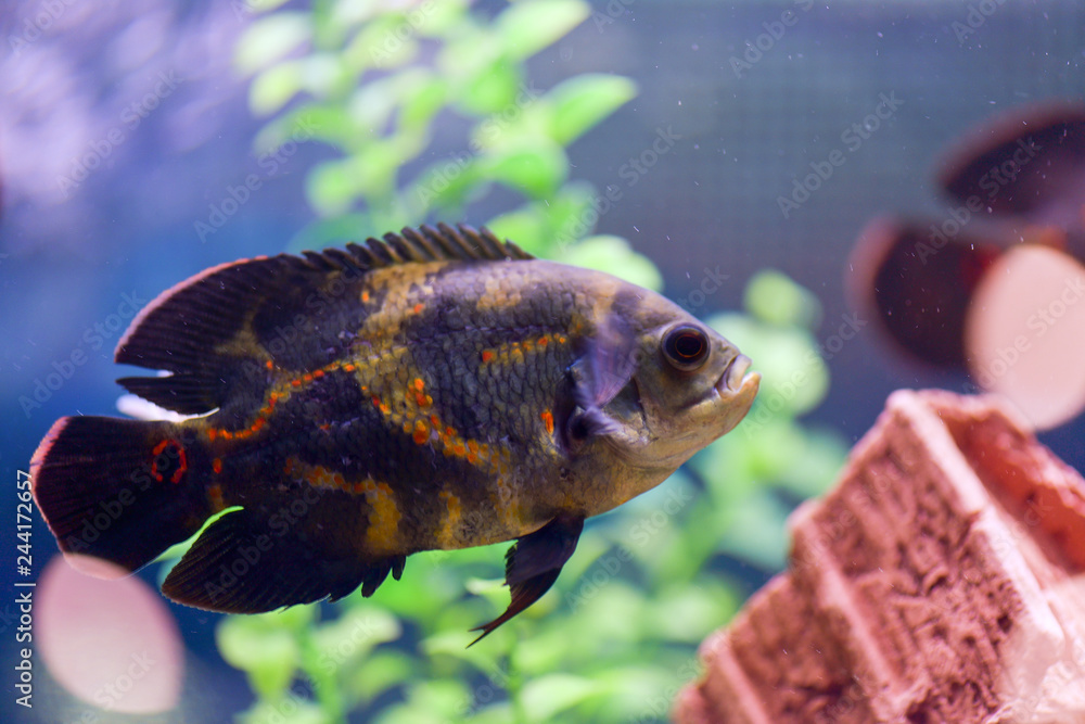 Astronaut Fish