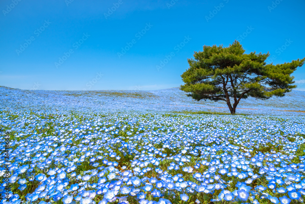 Mountain, Tree and Nemophila (baby blue eyes flowers) field, blue ...