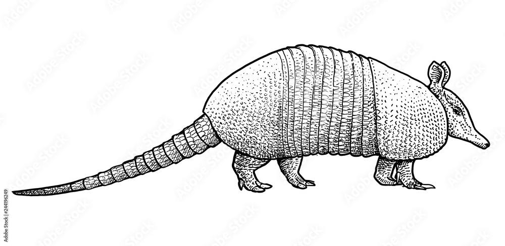 Armadillo illustration, drawing, engraving, ink, line art, vector Stock ...
