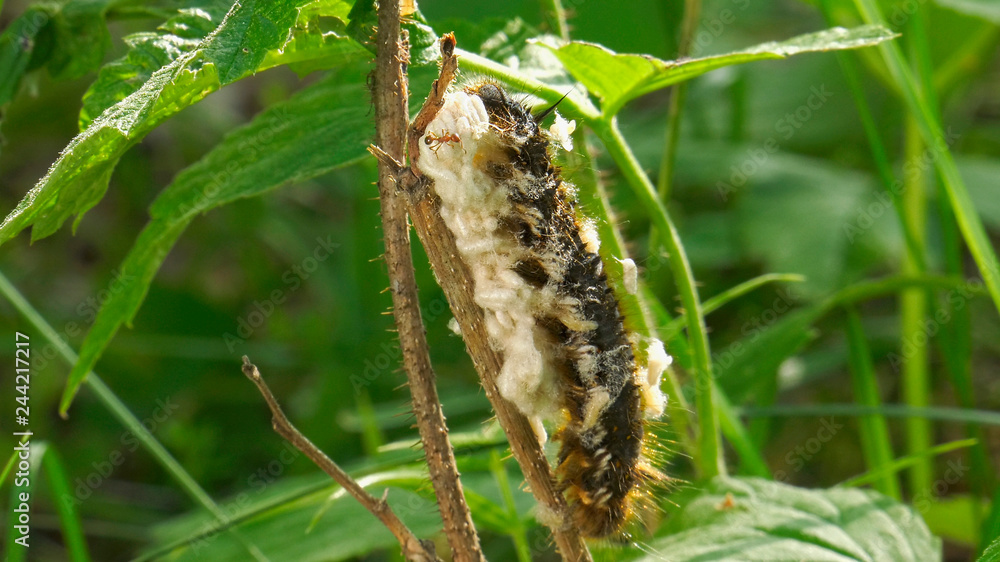 Larvae of the parasitoid wasps on the сaterpillar of Euthrix potatoria ...