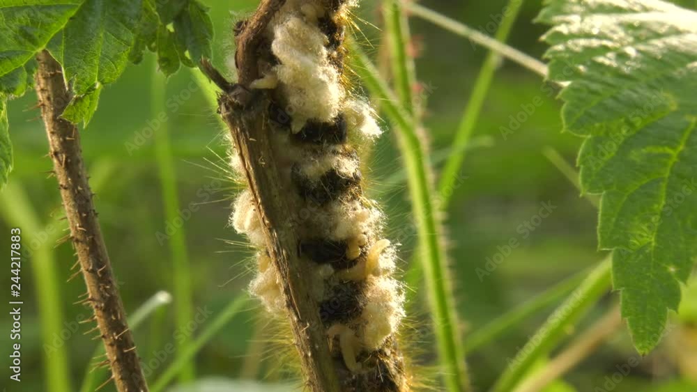 Larvae of the parasitoid wasps on the сaterpillar of Euthrix potatoria ...