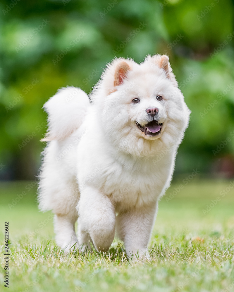 Samoyed Smile Puppy