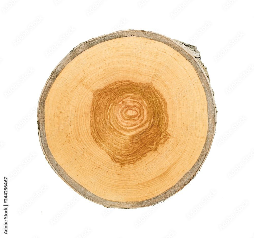 Cross section of tree trunk with annual growth rings isolated on white ...