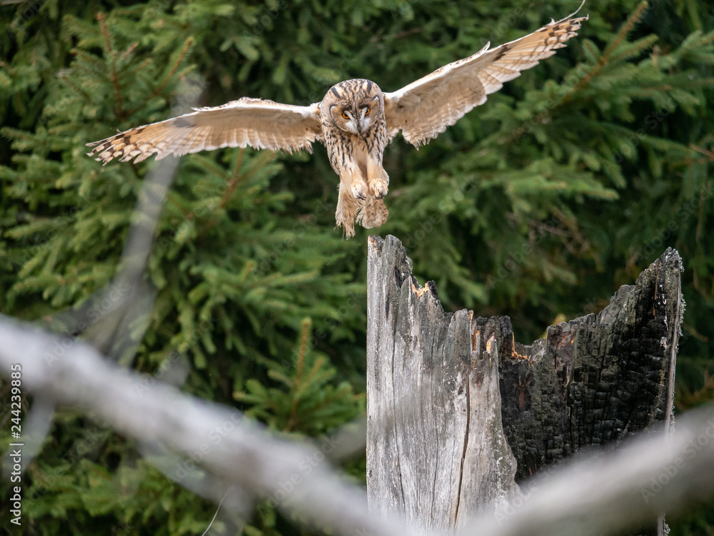 Long-eared owl (Asio otus) landing on the dry tree. Beautiful owl with ...