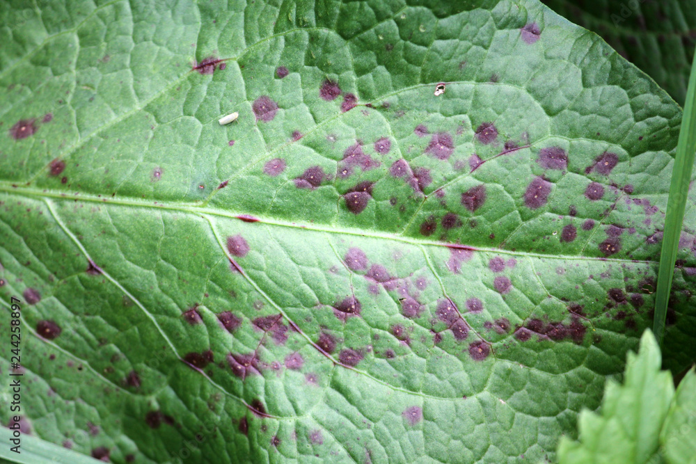 Sorrel green leaf damaged by Ramularia rubella. Symptoms of leaf disease in form of red spots ...