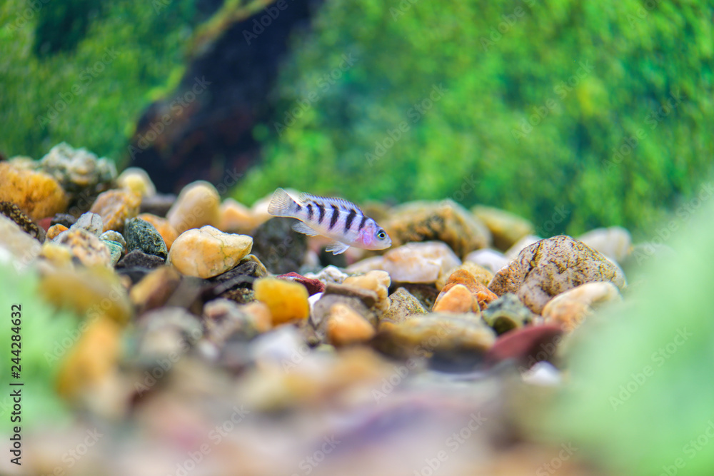 Small gray fish in a black strip of cichlid swims in a transparent ...