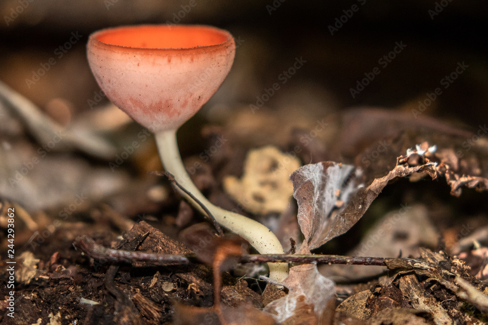 Champigons en forêt tropicale Stock Photo | Adobe Stock