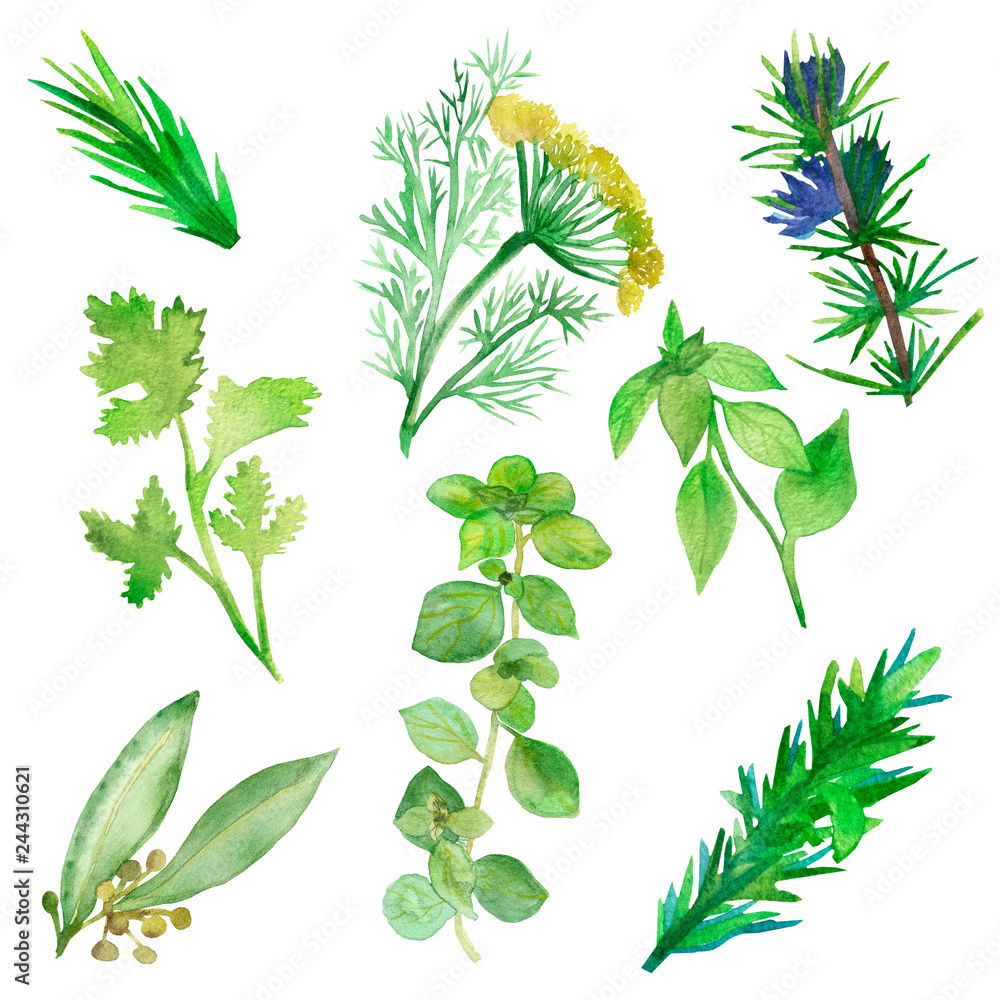 Watercolor set of spicy plants. Green condiments isolated on white ...