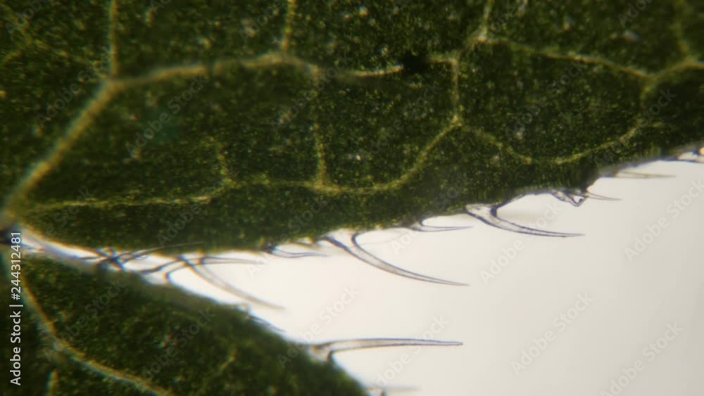 Nettle leaf under the microscope. Extreme close up of underside of ...